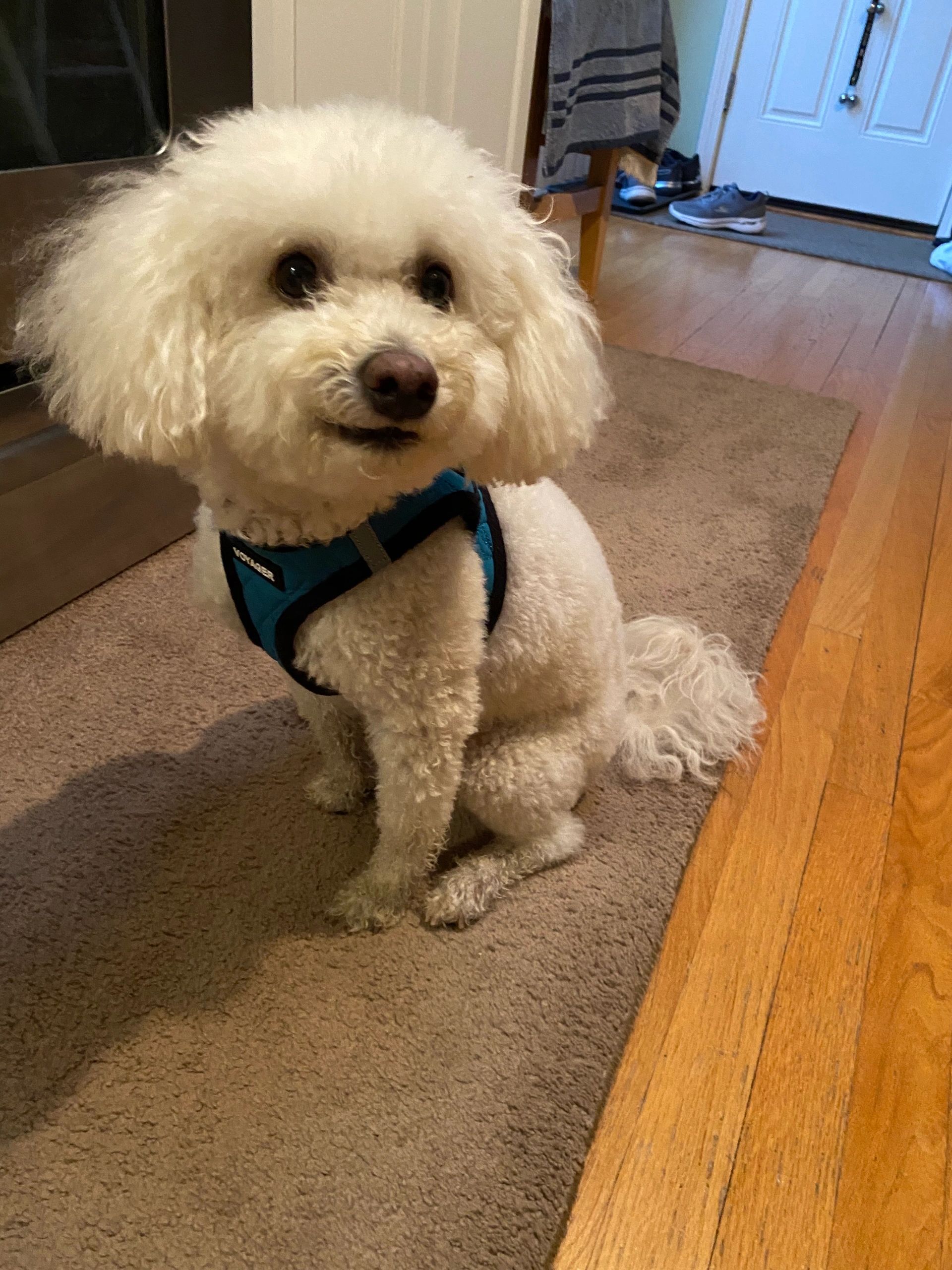 Nice Note after Connecting with a Special Dog