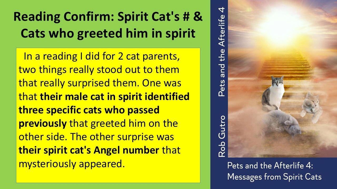 Reading Confirm: Spirit Cat's # & Cats who greeted him in spirit