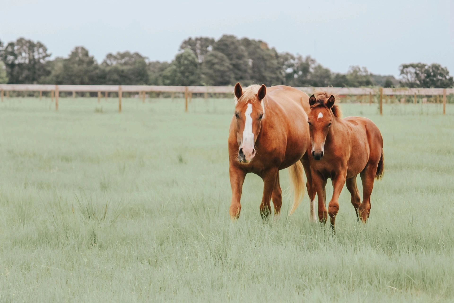 Poplar Ponies - New Forest Pony, New Forest Pony for Sale
