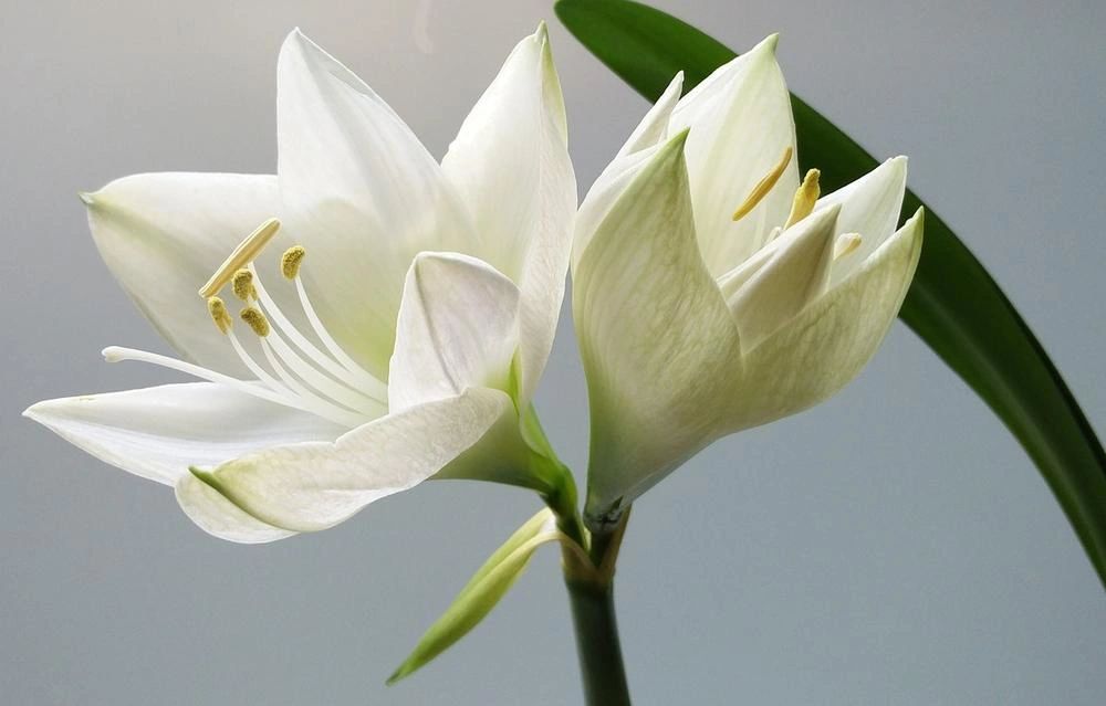 Lily Acupuncture Healing Group