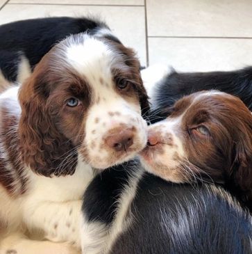 Springer Spaniel in Concord - Little Frost Springers