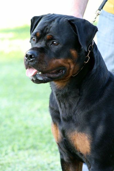 Rottweilers Australia - Rottweiler, Puppies | Rottweilers Australia