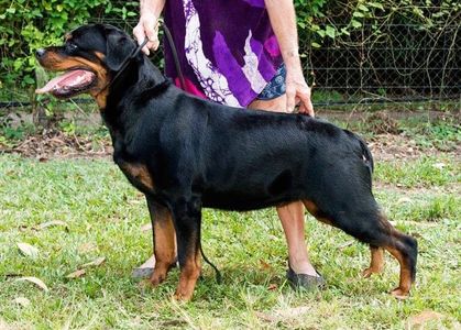 Rottweilers Australia - Rottweiler, Puppies | Rottweilers Australia
