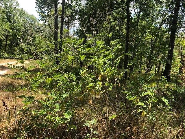 Panicled Indigo Bush (Amorpha paniculata)