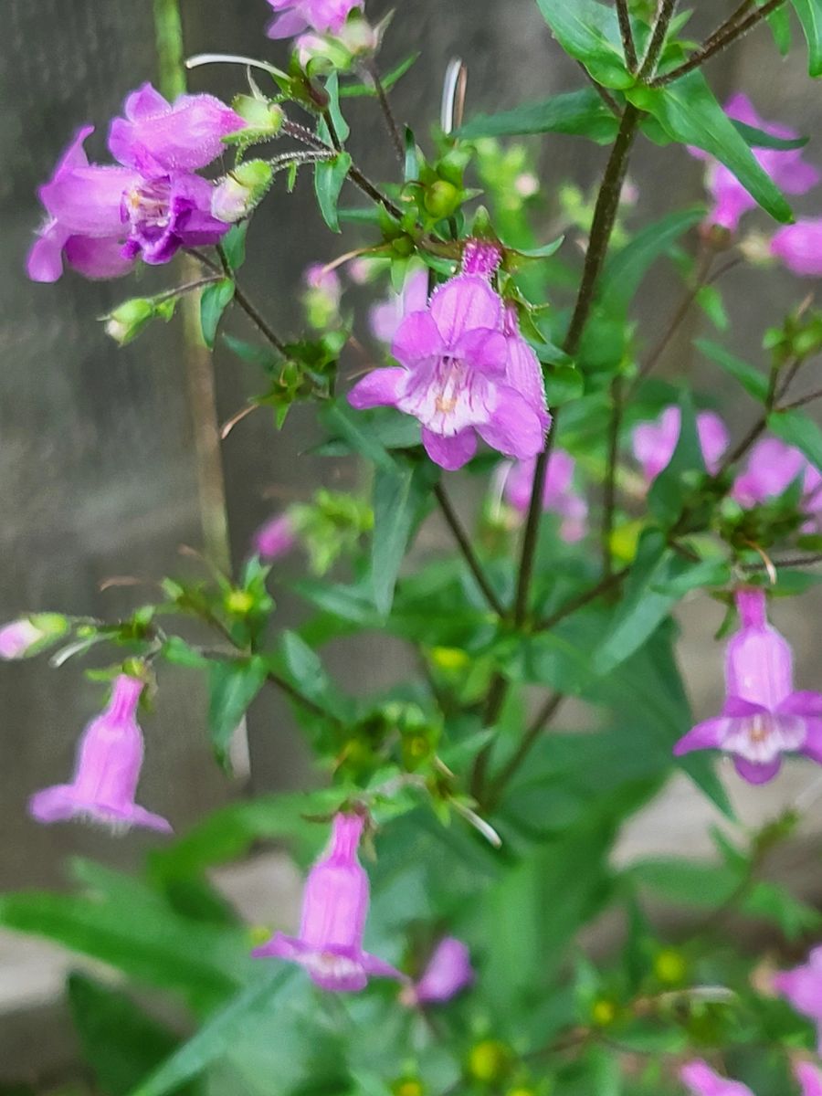 Brazos Penstemon -Penstemon tenuis
