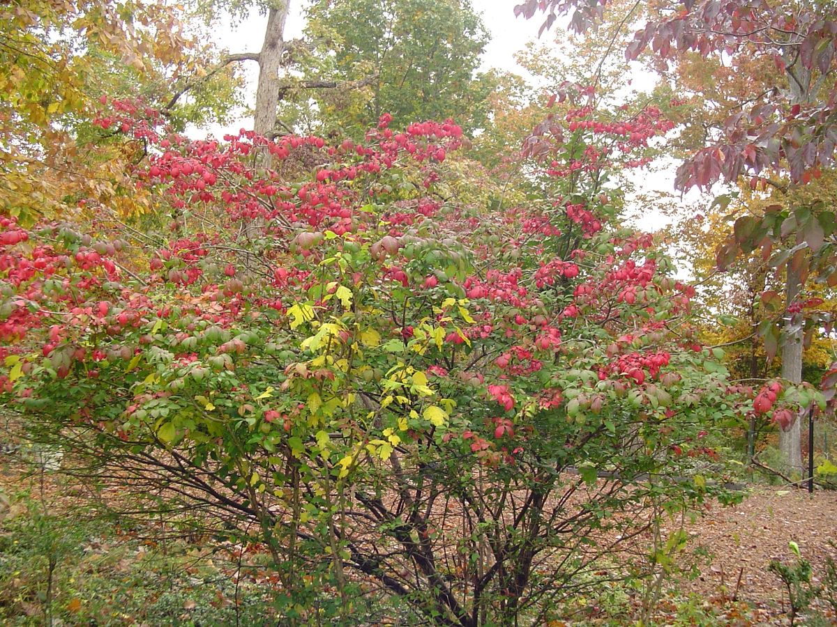 American Strawberry (Euonymus americanus)