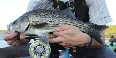 East Alabama Fly Fishing