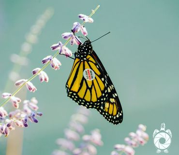 Wild Developments Studio