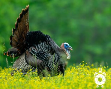 Wild Developments Studio