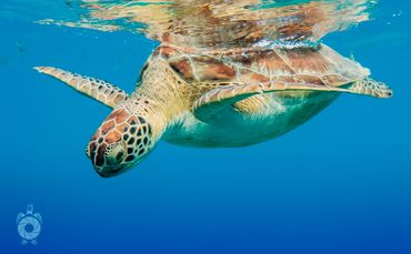 Wild Developments Studio