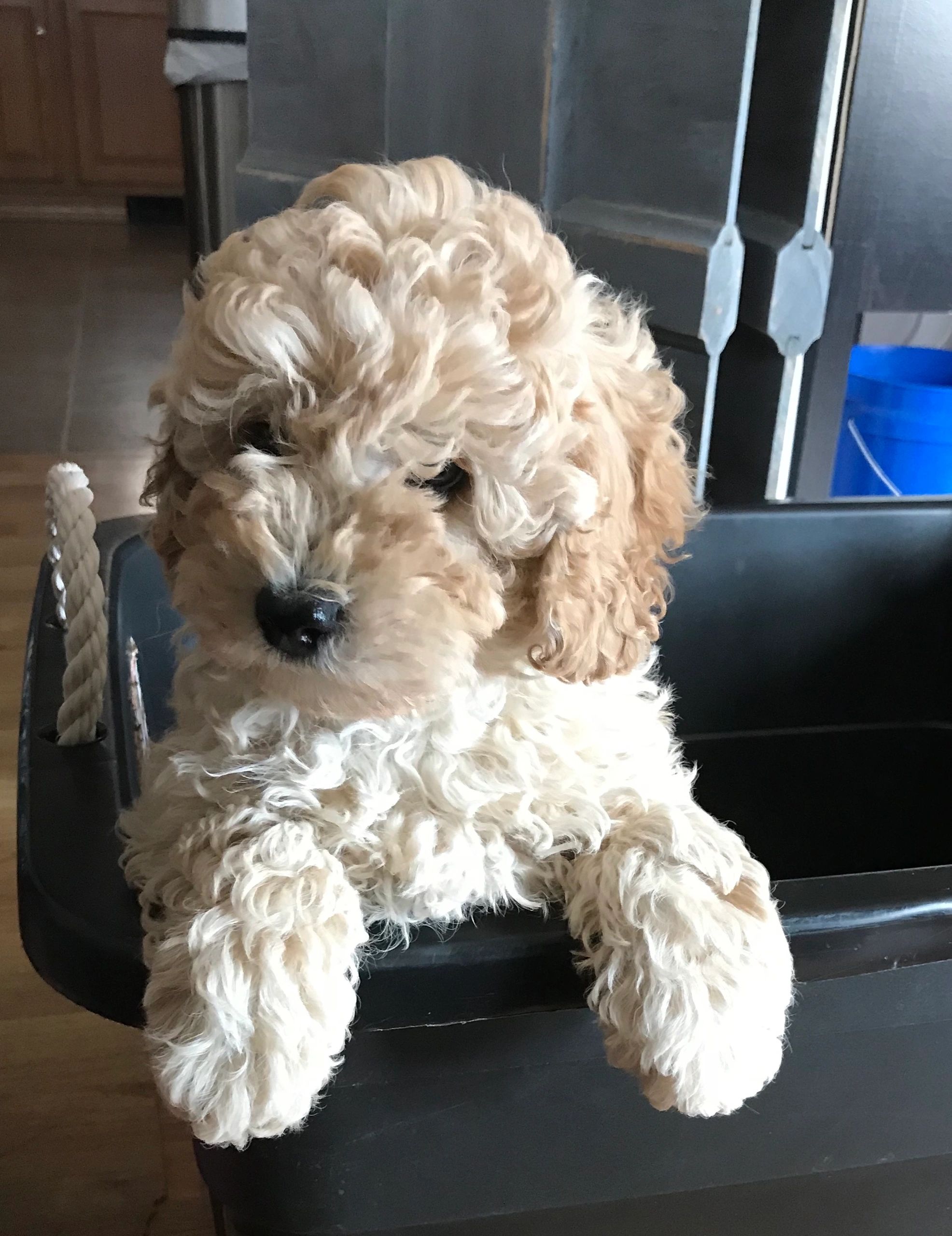 What Is A Mini Doodle Dog