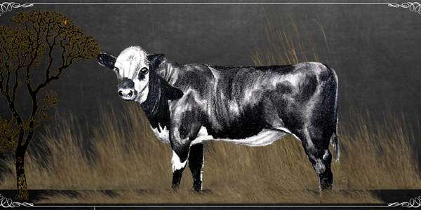 Wolf Ridge Ranch, LLC Diamond WR Cattle Company