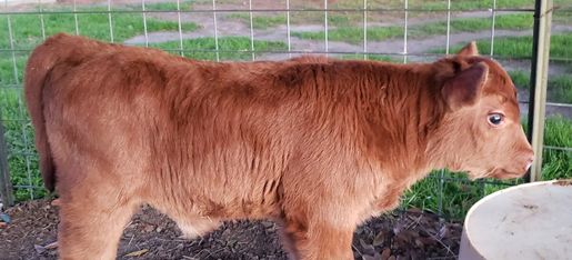 Wolf Ridge Ranch LLC - American Aberdeen Cattle, Miniature Cows, Farm
