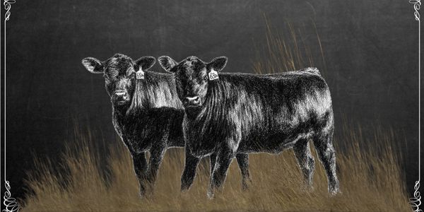 Wolf Ridge Ranch, LLC Diamond WR Cattle Company