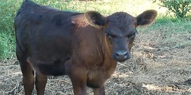 Wolf Ridge Ranch LLC - American Aberdeen Cattle, Miniature Cows, Farm ...