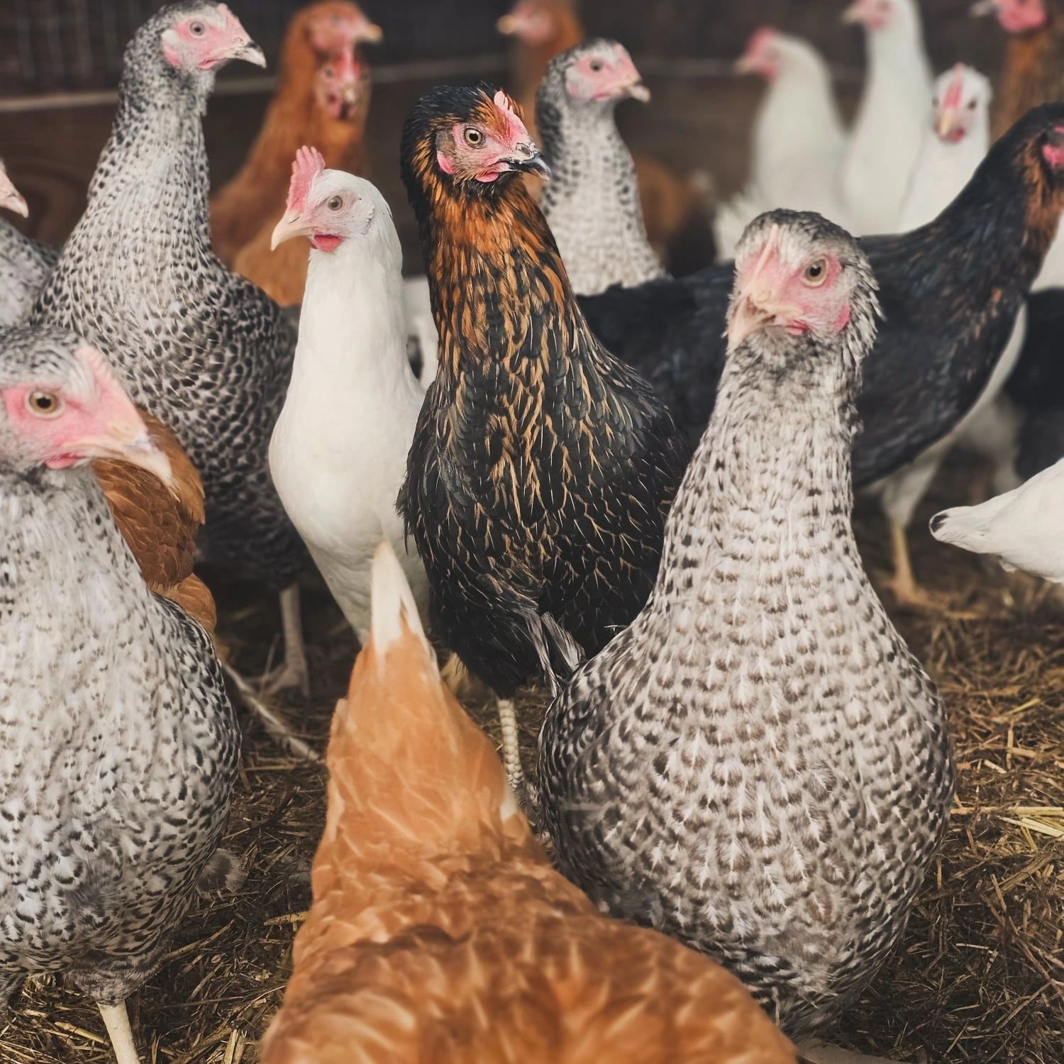 Supplier of Top Quality Chickens and Ducks - Silver Warren