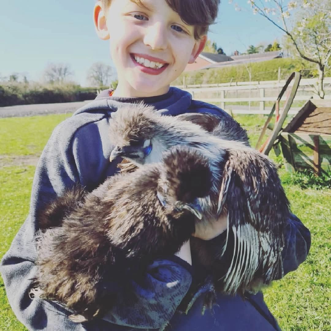 Do chickens make good pets?