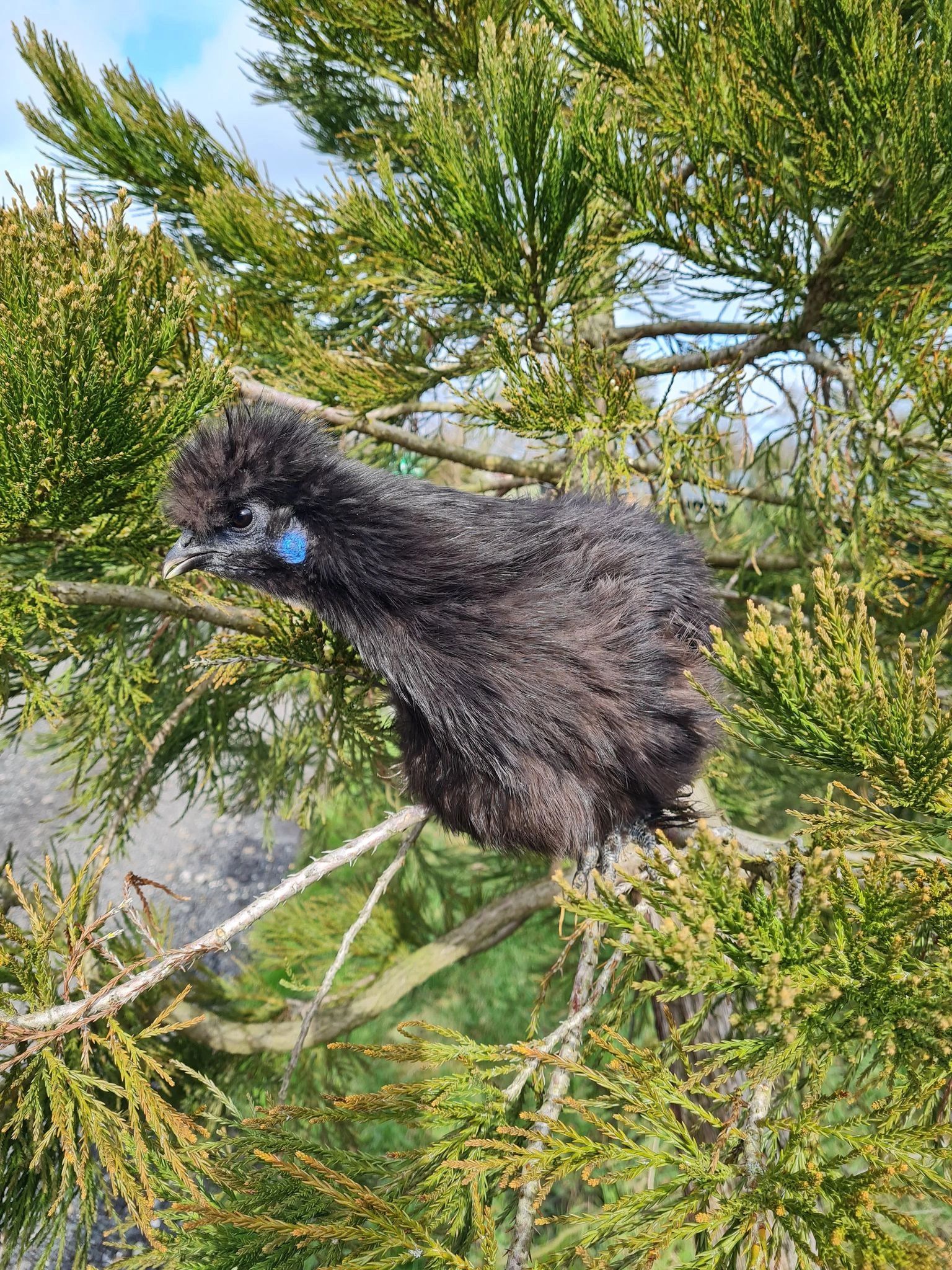 Introducing A New Hen To Your Flock