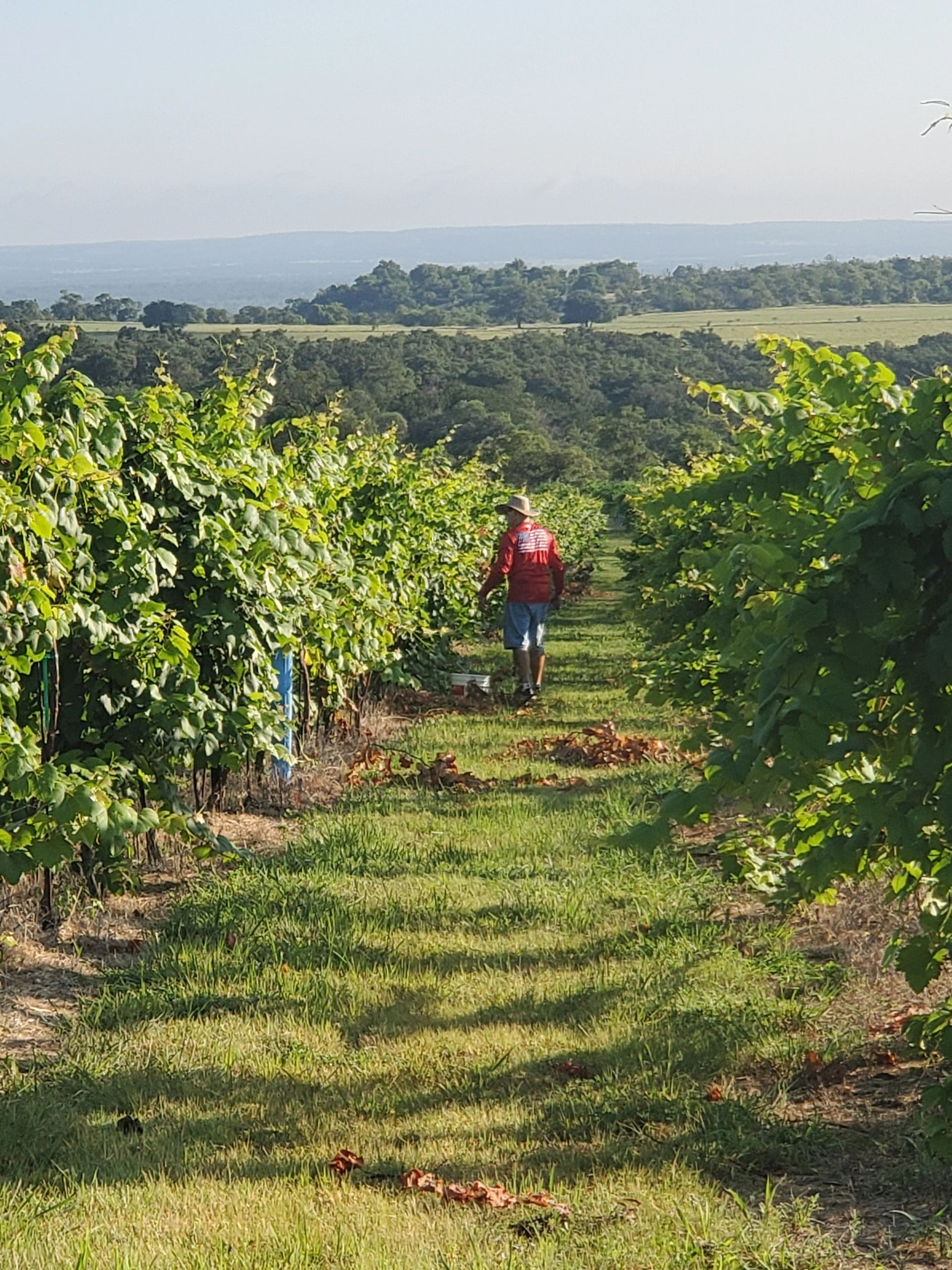 Vineyard Walk