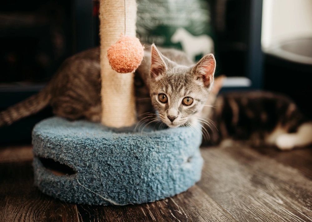 Join Our Cat Rescue Group and Help Save Lives