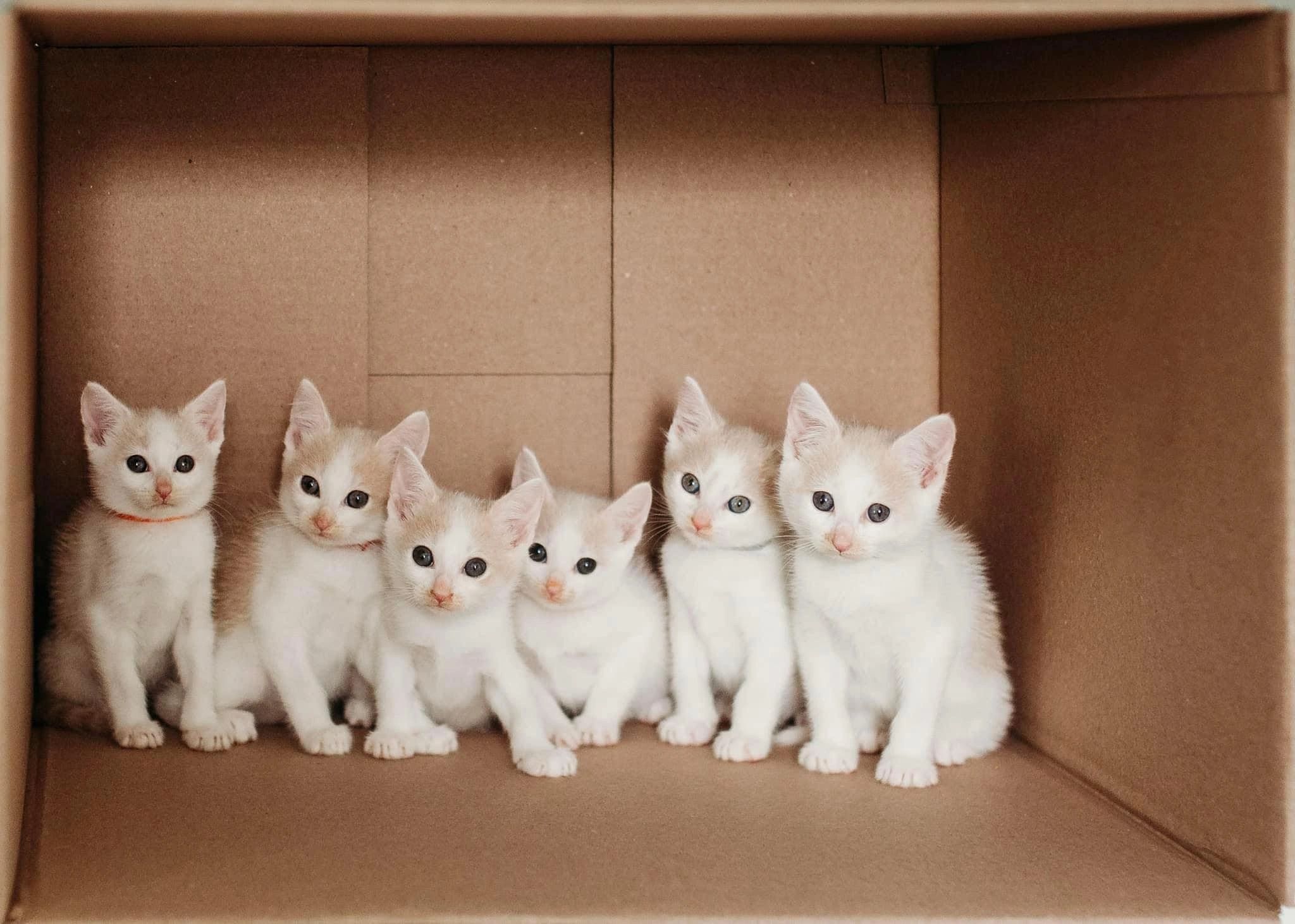 Join Our Cat Rescue Group and Help Save Lives