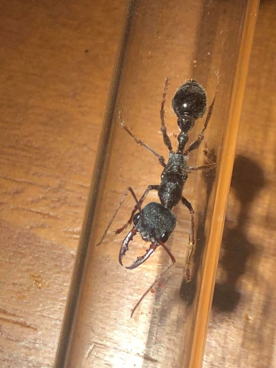 Wide Jawed Giant Bull Ant Queen - Myrmecia forceps