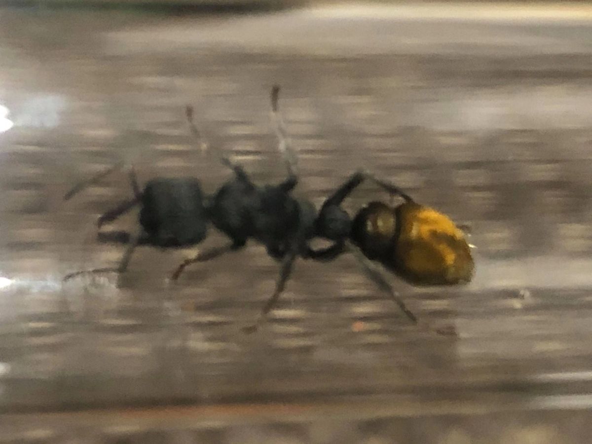 Golden Tail Bullant Queen- Myrmecia Piliventris