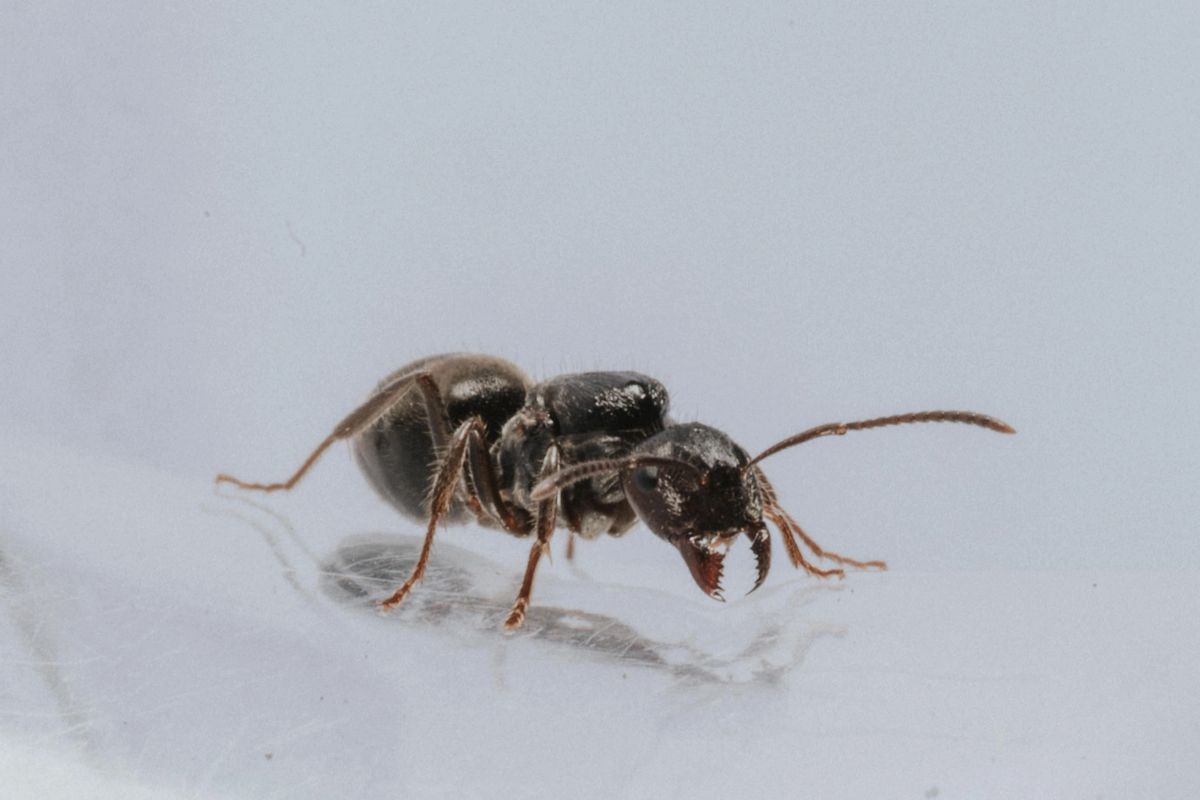 Epaulet Ant Queen - Notoncus cf enormis