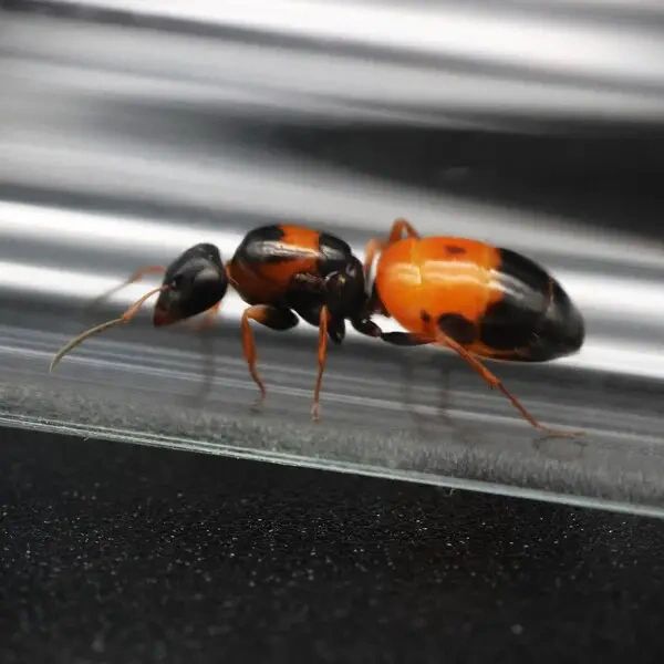 Painted Strobe Ant Queen - Opisthopsis picta