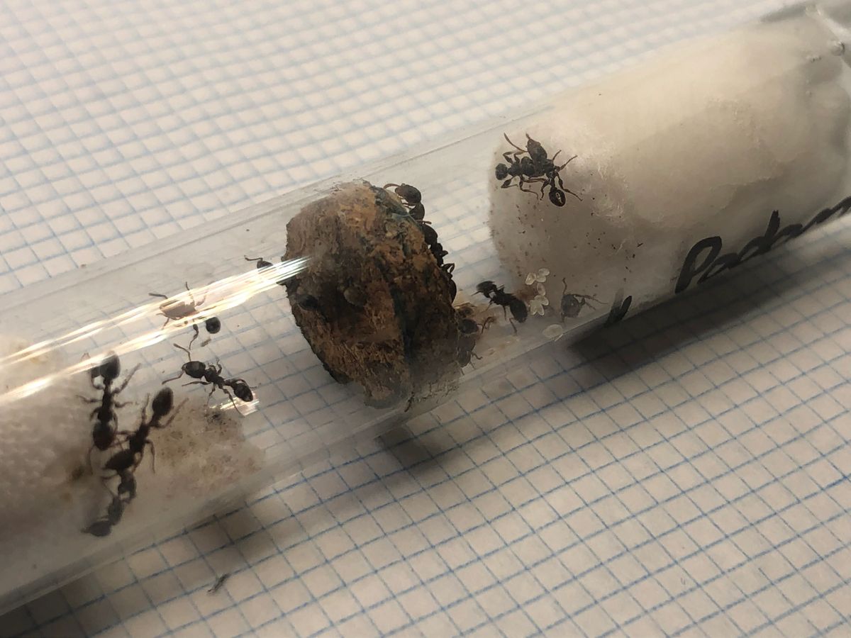 Muscle Man Ant Queen - Podomyrma sp