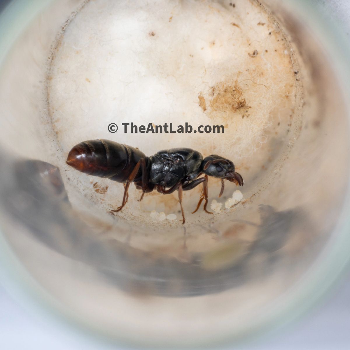 Brachyponera lutea Queen - Native Australian Ant