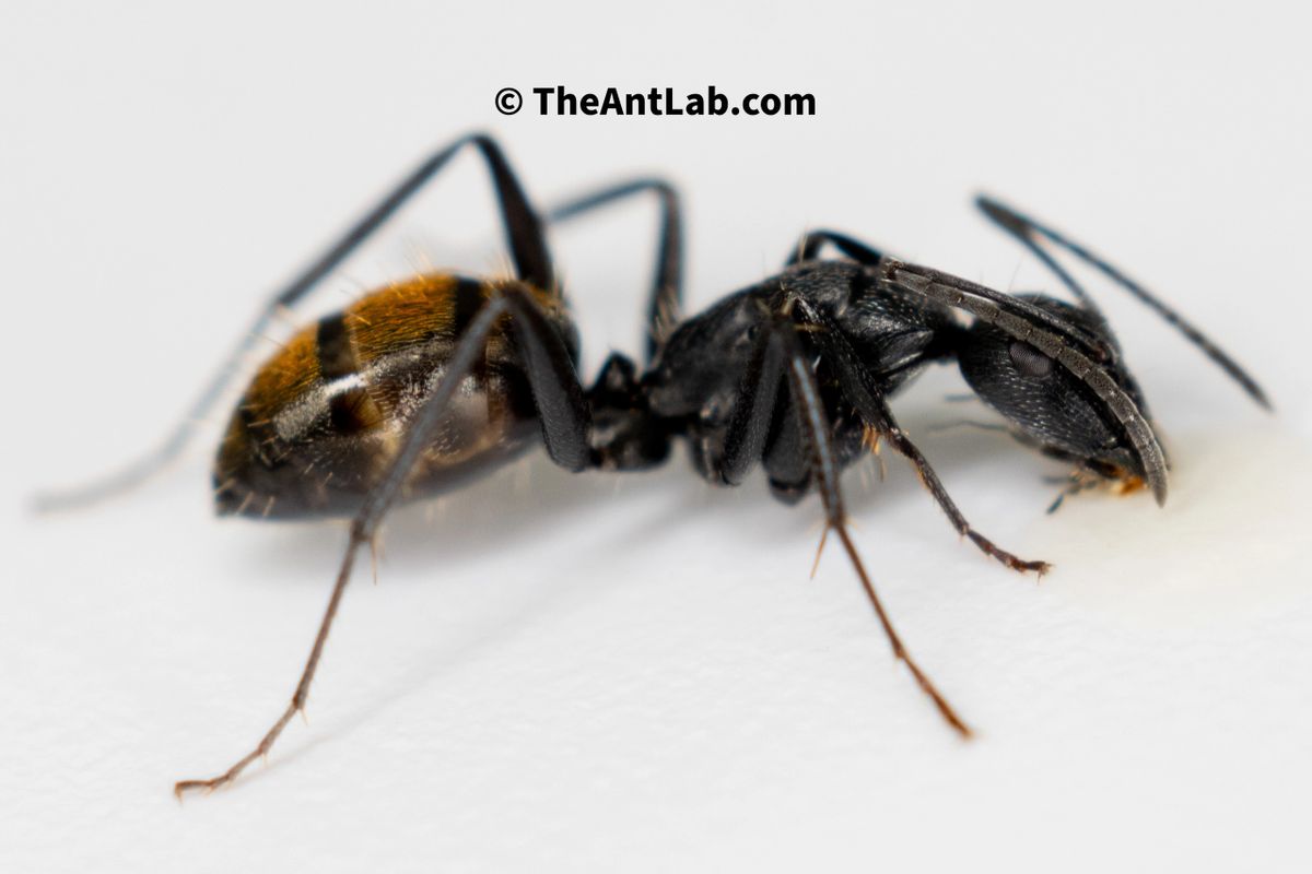 Golden Tail Sugar Ant Queen- Camponotus aeneopilosus