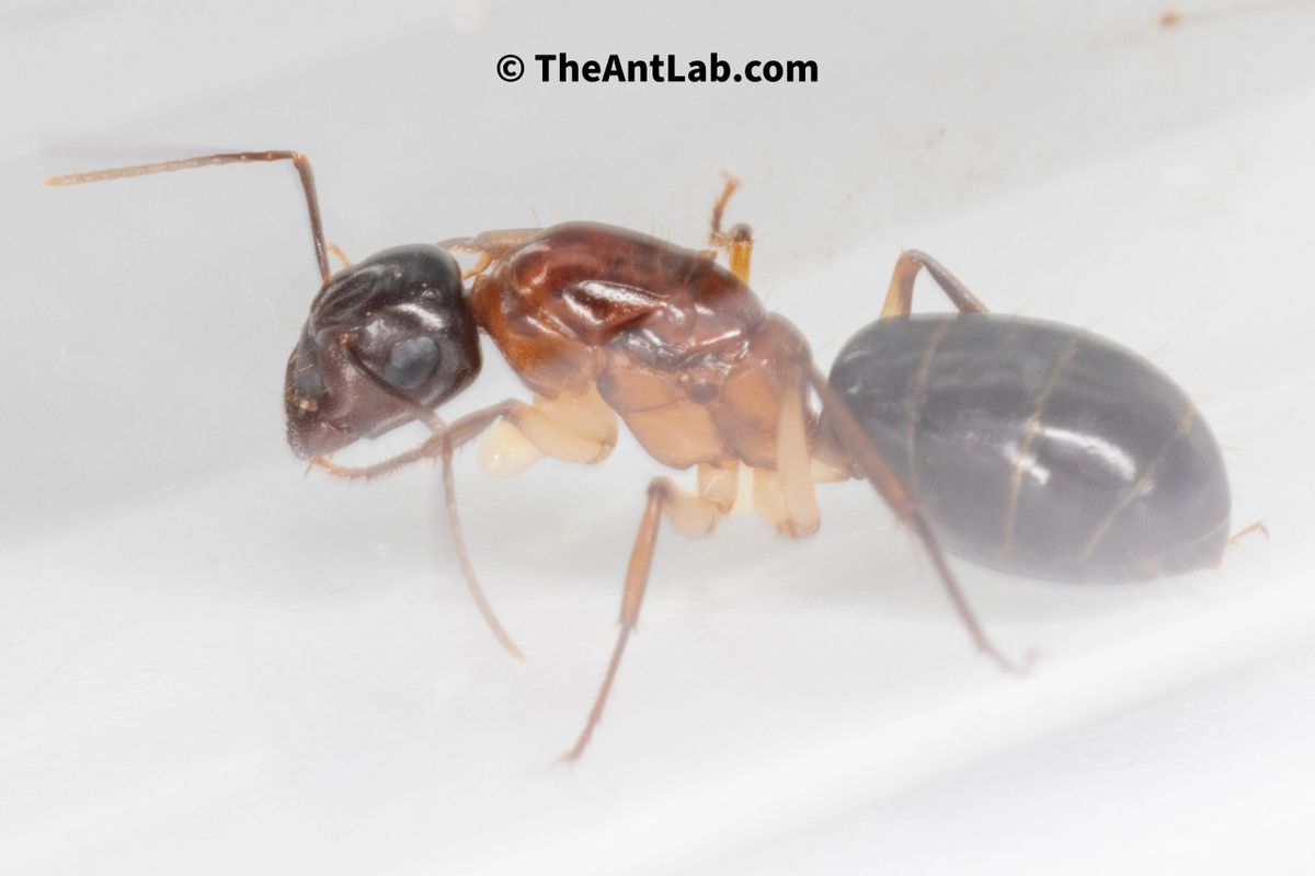 NT Maroon Pale legged Sugar Ant Queen - Camponotus sp