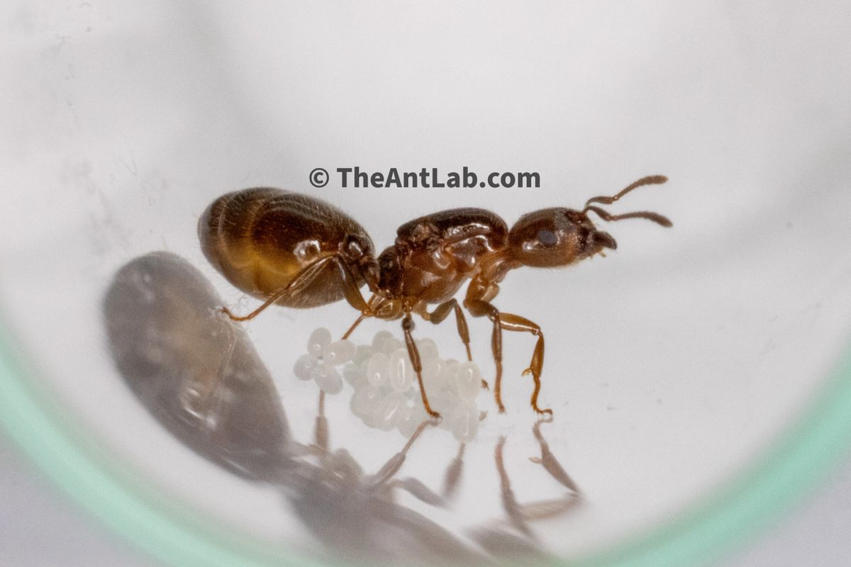 Peacock Ant Queens - Crematogaster sp