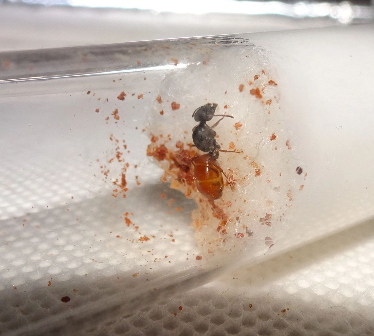 Furnace Ant - Melophorus sp