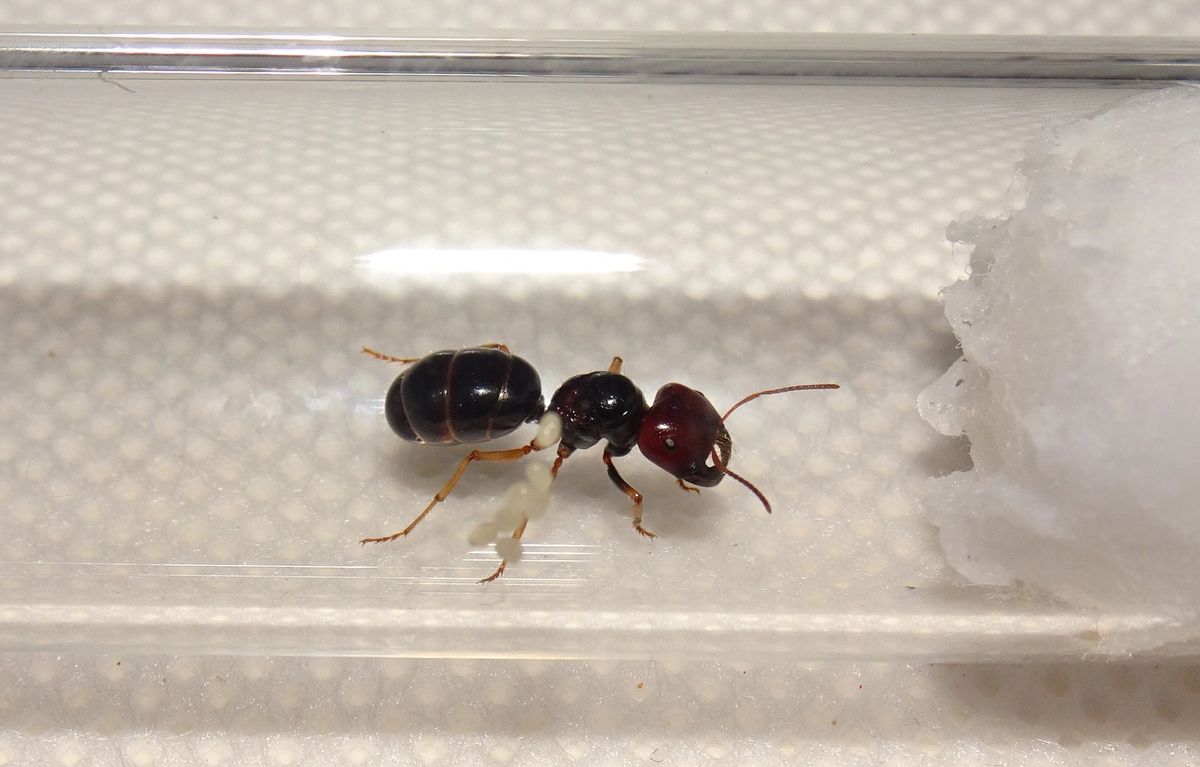 Furnace Ant - Melophorus sp