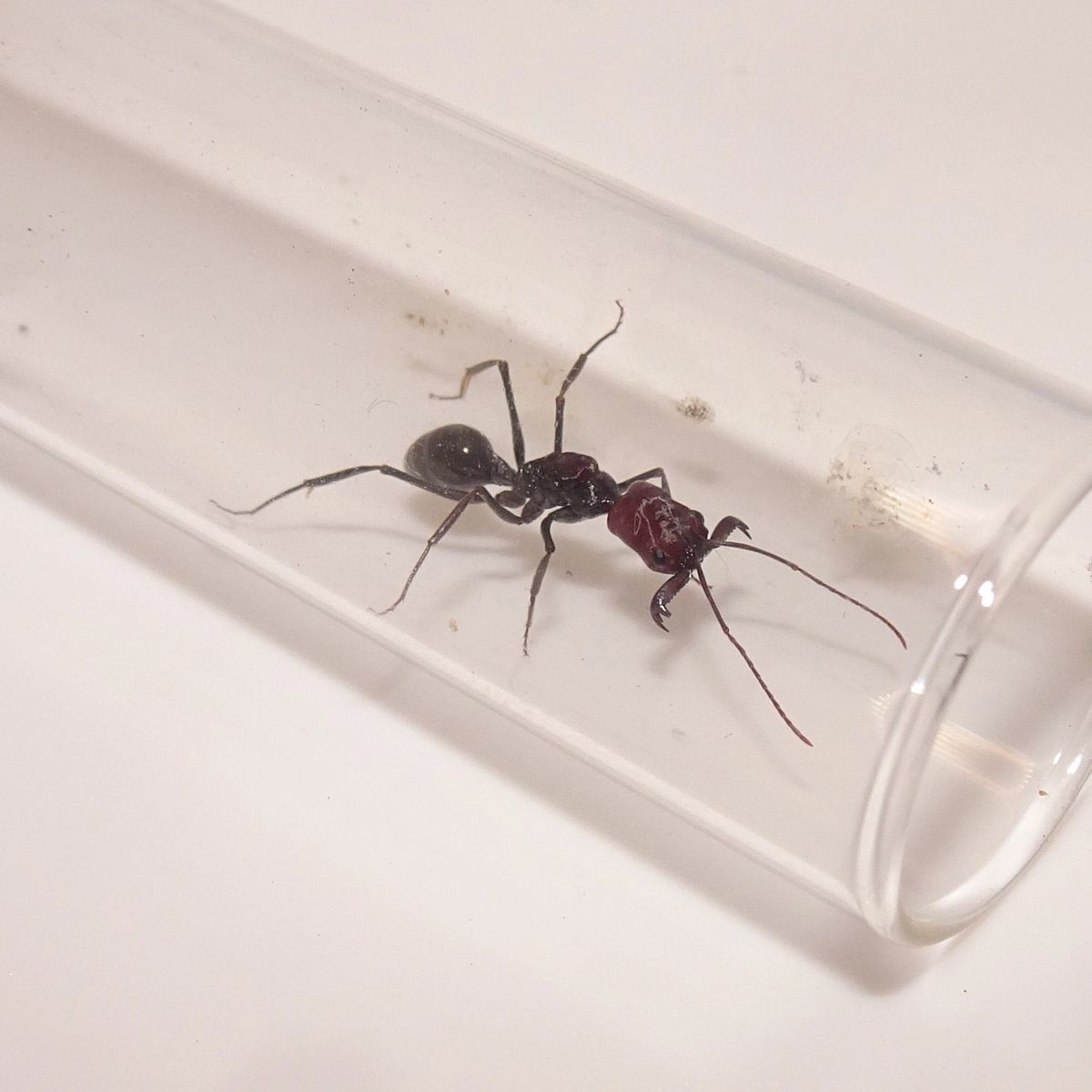 Trap-jaw Queen - Odontomachus ruficeps
