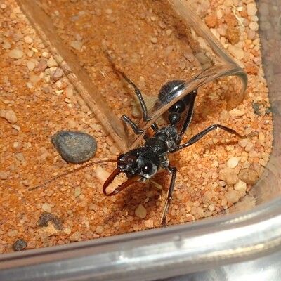 Giant Wingless Bullant Queen- Myrmecia simillima