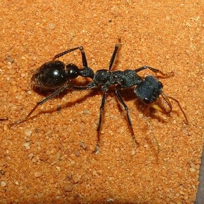 Giant Wingless Bullant Queen- Myrmecia tarsata
