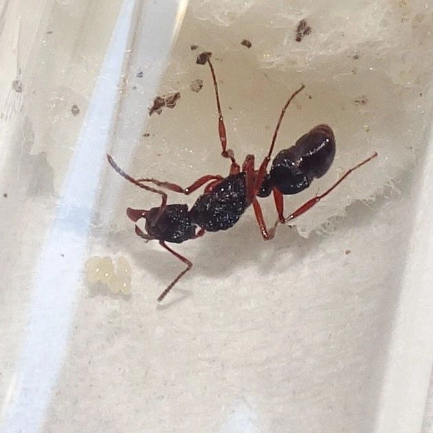Pony Ant Queen - Rhytidoponera chalybaea