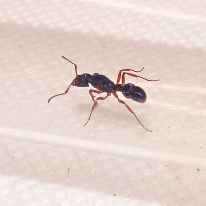 Pony Ant Queen - Rhytidoponera aspera