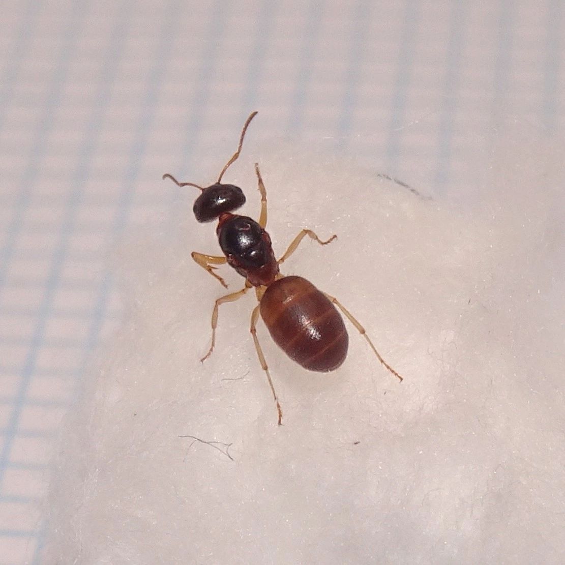 Furnace Ant - Melophorus sp