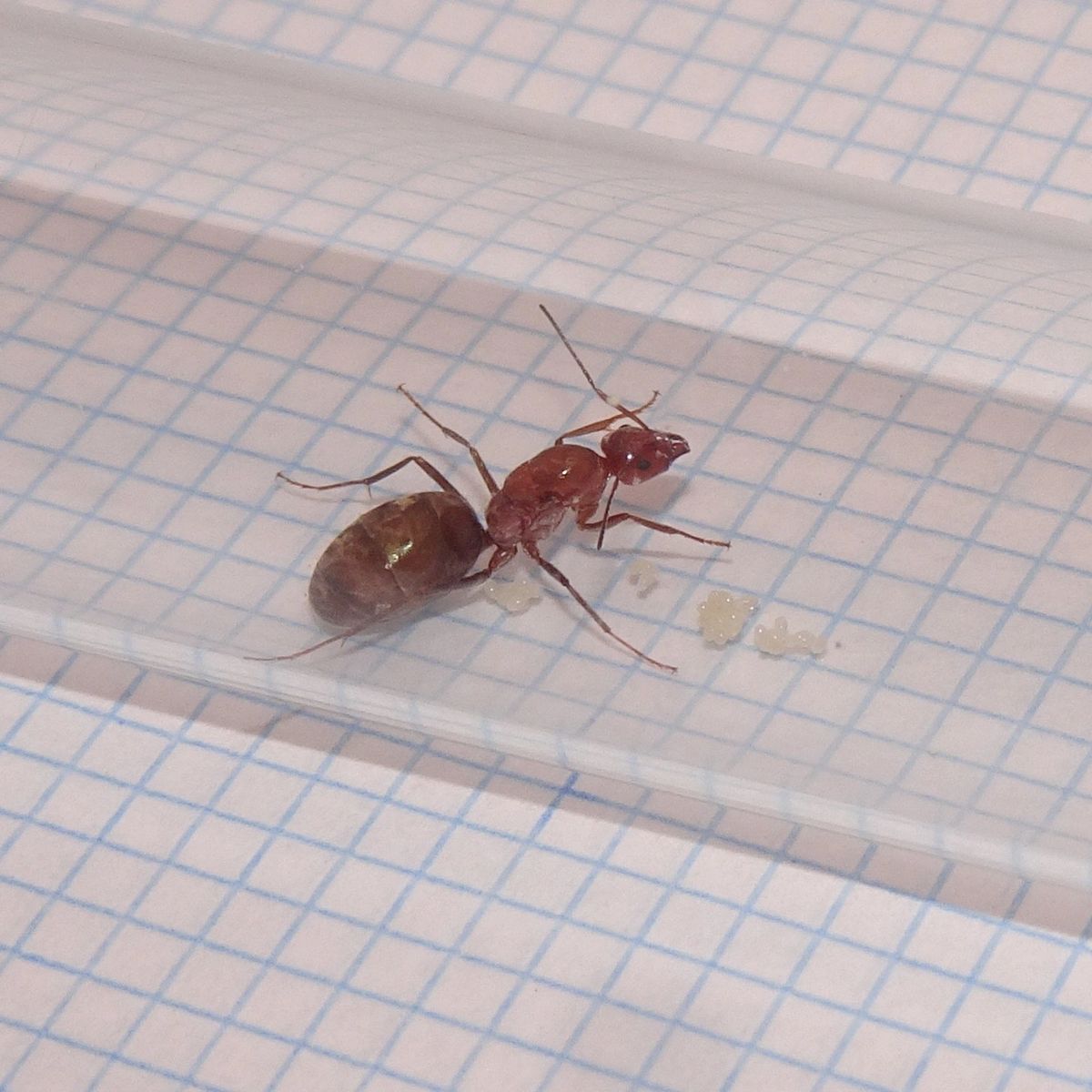 Mini Meat Ant Queen - Iridomyrmex sp