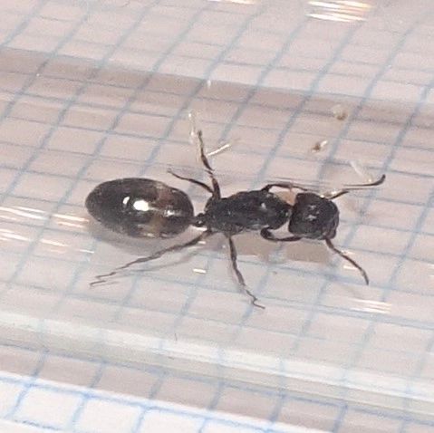 Gate Keeper Ant Queen - Colobopsis sp