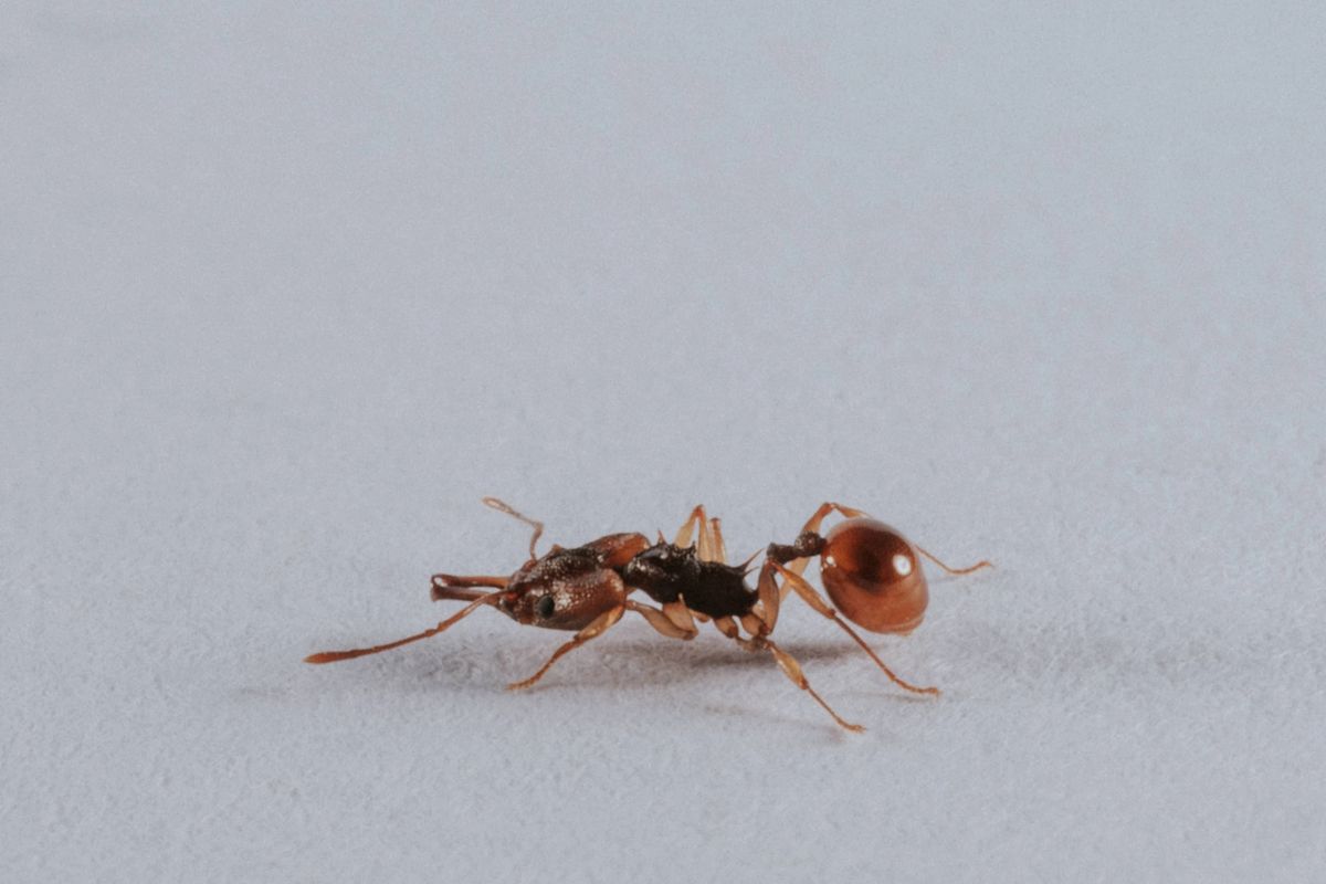 Trap Jaw Queen - Orectognathus versicolor