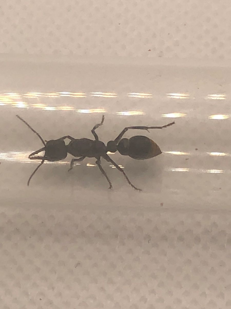 Golden Tailed Bull Ant Queen- Myrmecia tepperi