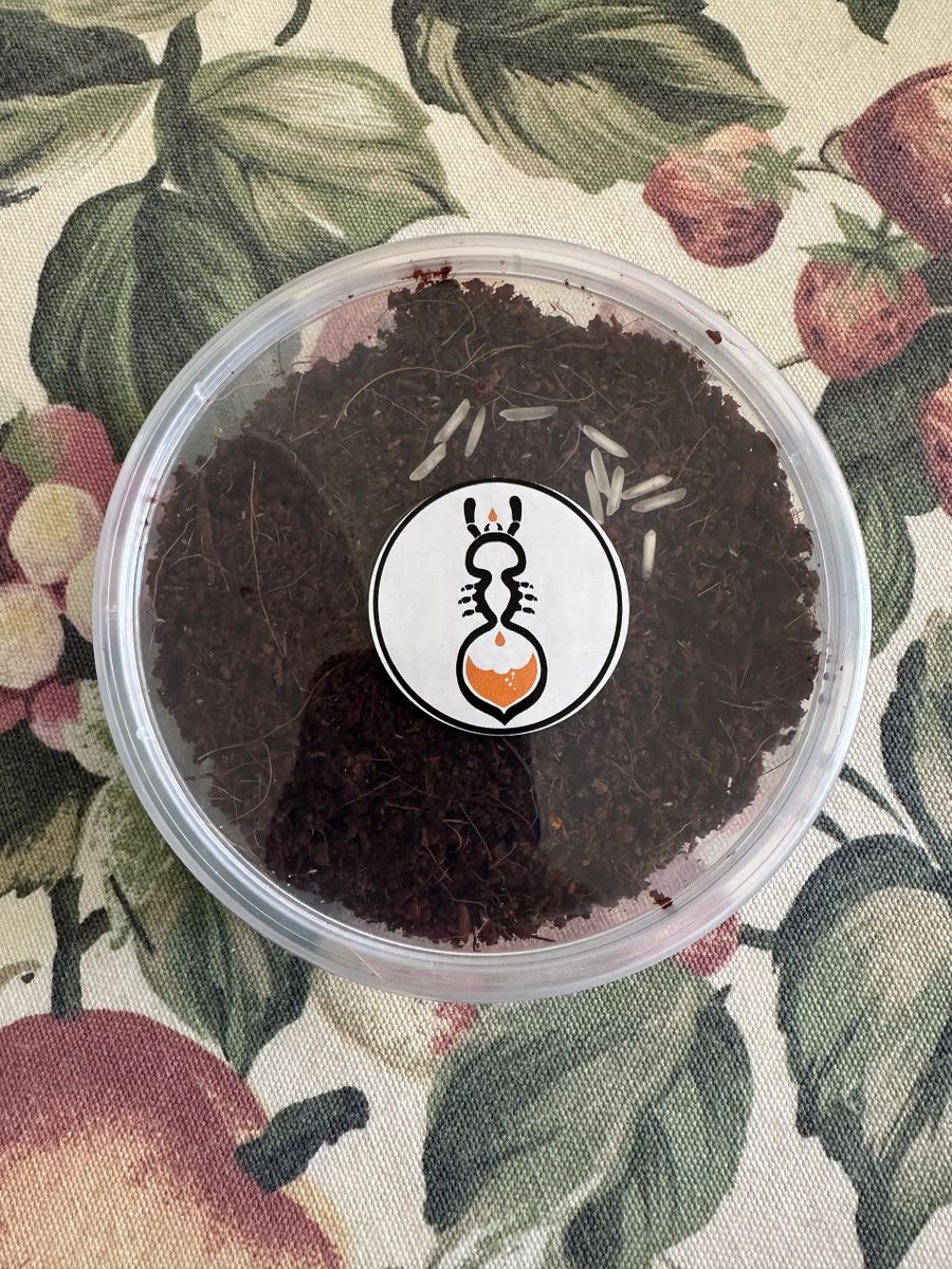 Spring tails - Starter cultures