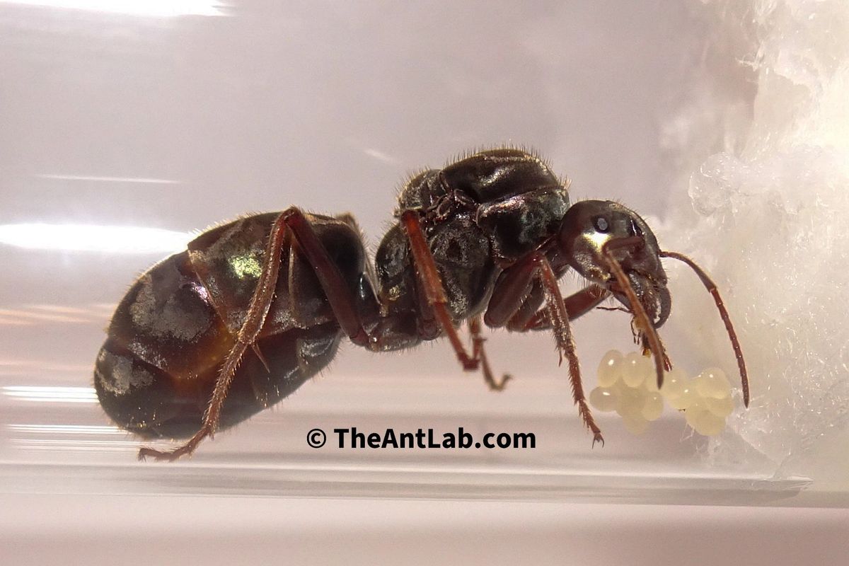 Meat Ant Queens- Iridomyrmex purpureus