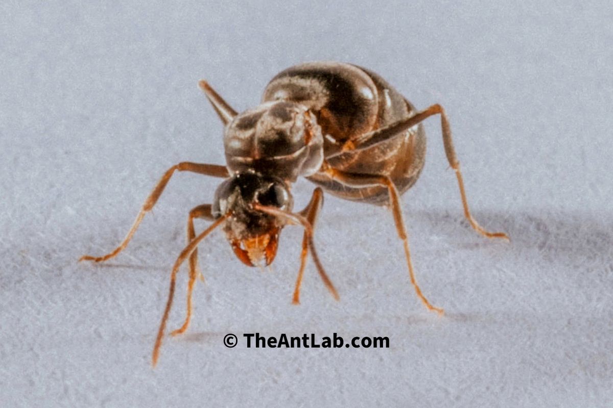 Rainbow Ant Queen - Iridomyrmex sp