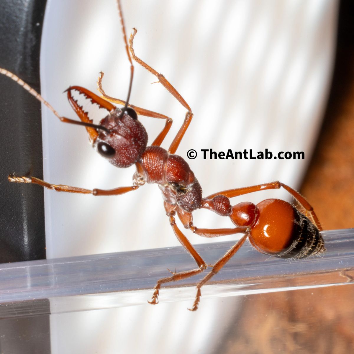 Giant Red Bullant Queen- Myrmecia nigriscapa